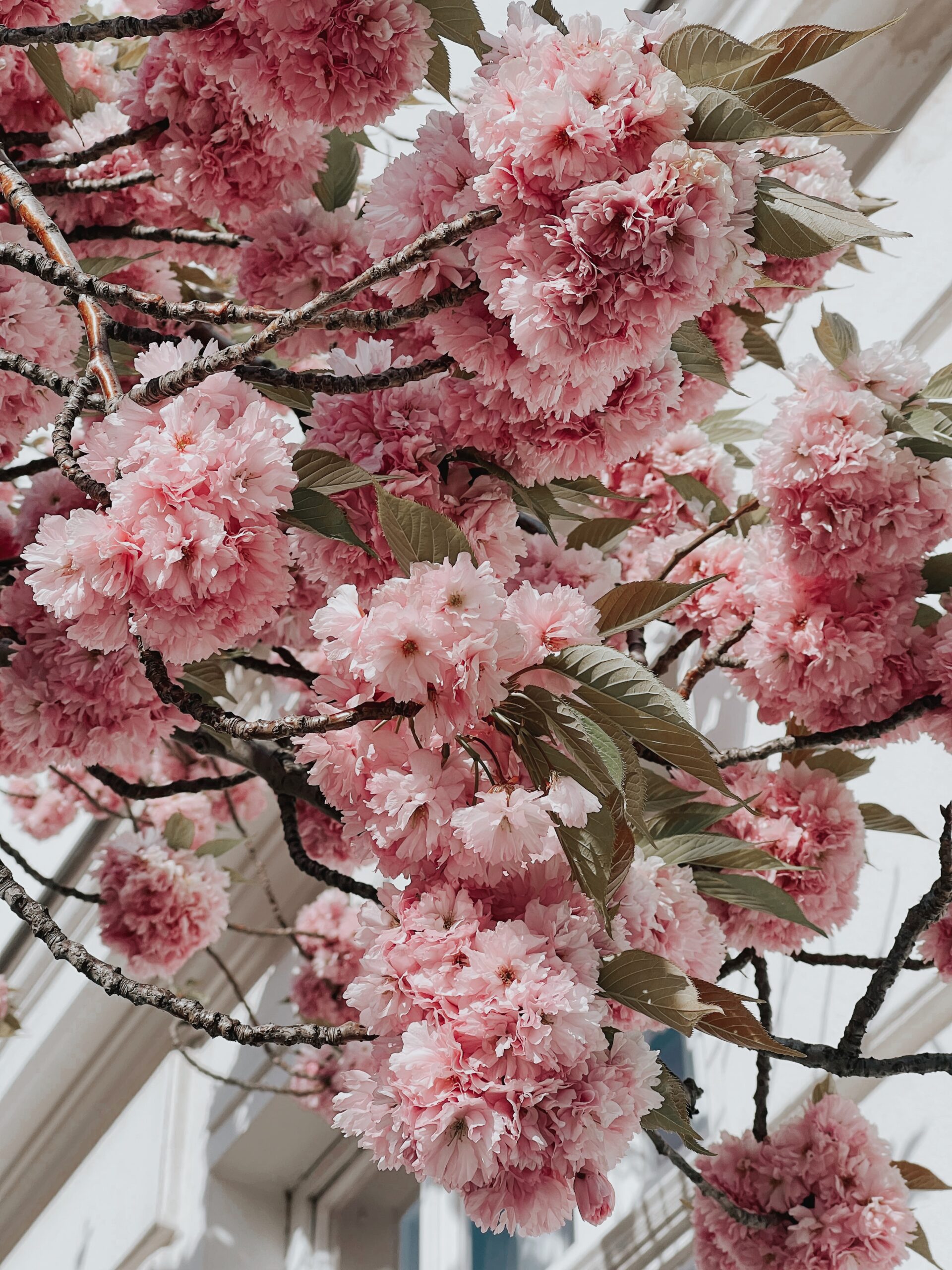 Spring in Vienna - Agnija Paula